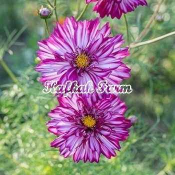 Jual Benih 3 Biji Bunga COSMOS Double Click Bicolor Violet | Shopee ...