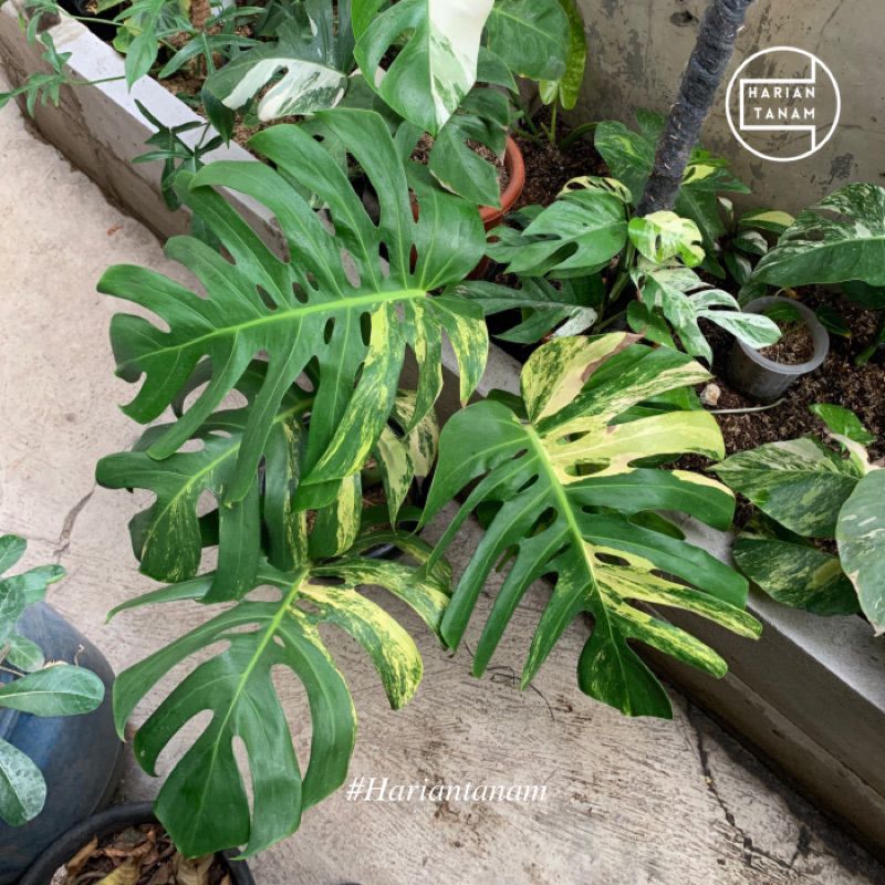 Jual Monstera Marmorata Live Sale (Kak Bibim) | Shopee Indonesia