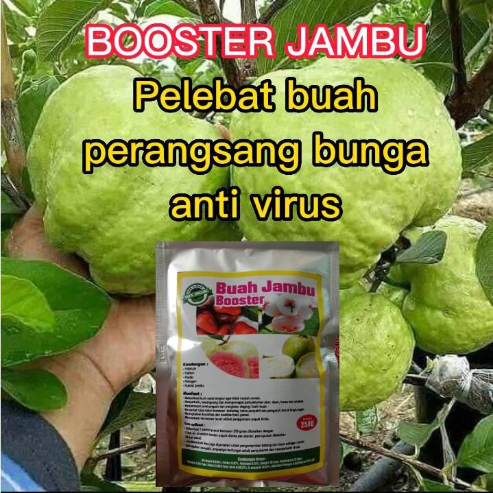 Jual Pupuk organik Pelebat Organik Buah Jambu Air,Kristal,Bol,Jamaika Cepat Berbuah Lebat ...