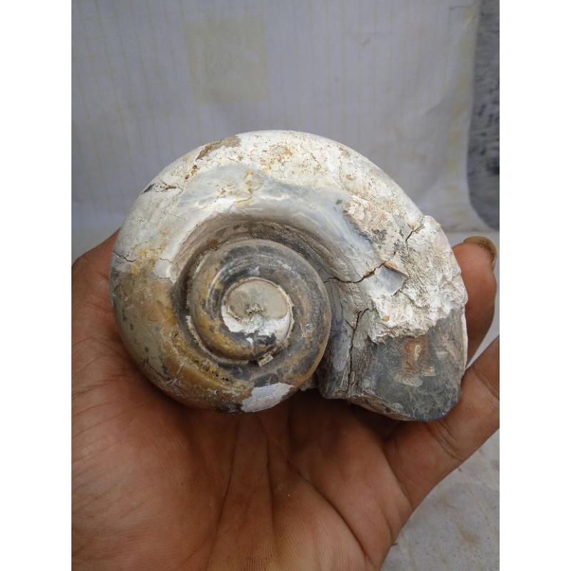 Jual batu posil ukuran jumbo | Shopee Indonesia