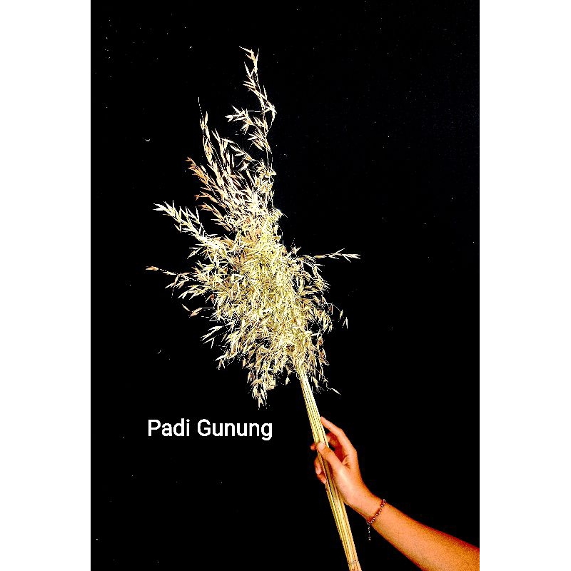 Jual Bunga kering padi padian bahan dekorasi dan buket isi 15-20 ...