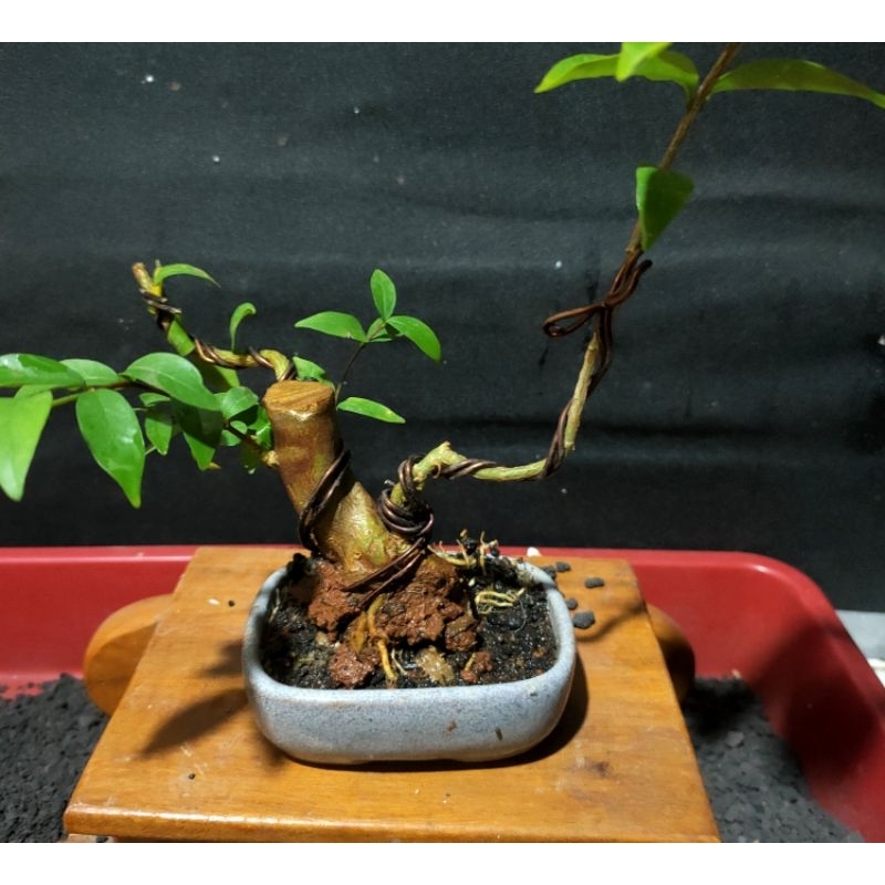Jual Bonsai Mini / Mame Bonsai proses plus pot Kramik | Shopee Indonesia