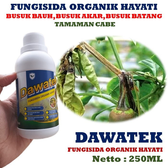 Jual Obat Ampuh atasi Busuk Batang Daun Tanaman Cabe Cabai Ampuh ...
