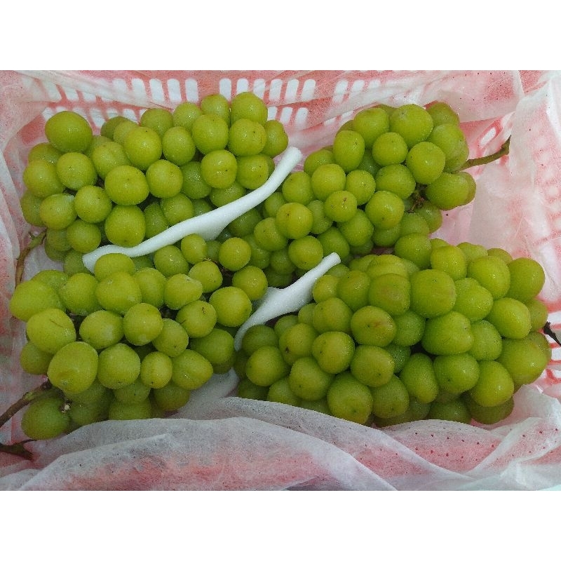 Jual anggur shine muscat curah 1kg | Shopee Indonesia