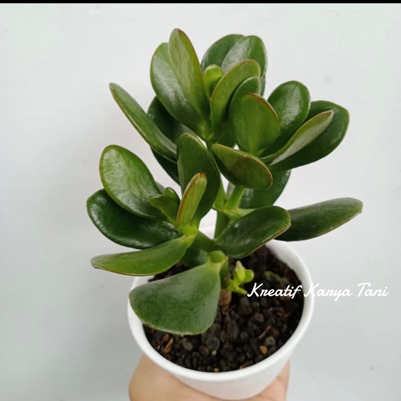 Jual Tanaman hias jade plant - Jade plant green | Shopee Indonesia