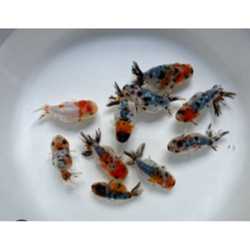 Jual IKAN HIAS KOKI RANCU CALICO SIZE S | Shopee Indonesia