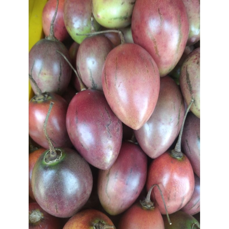 Jual Buah Terung Terong Belanda kg | Shopee Indonesia