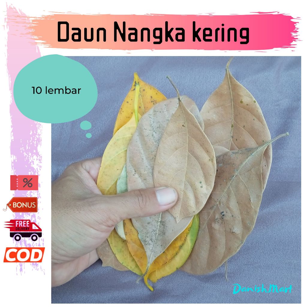 Jual Daun Nangka Kering Kuning Asli Sabrang | Shopee Indonesia