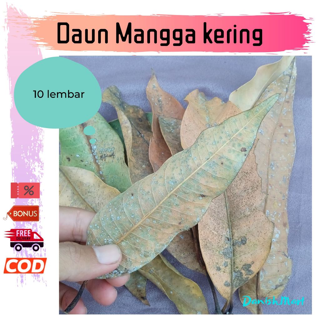 Jual Daun Mangga Kering Jumbo Dekorasi List Cabang | Shopee Indonesia
