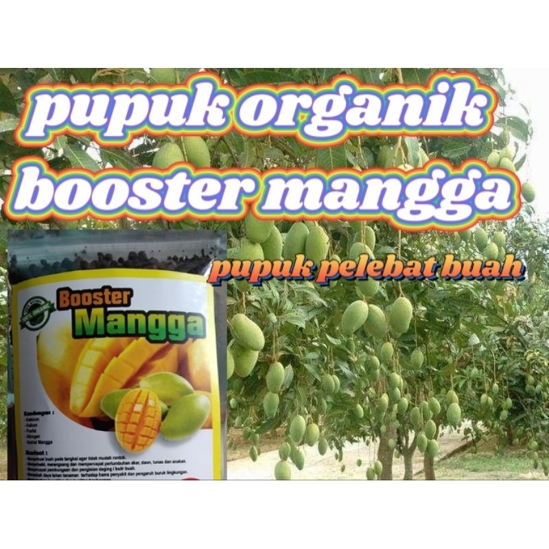 Jual Pupuk Mangga 250g Cepat Berbuah Lebat dan Besar Pupuk Booster Mangga | Shopee Indonesia