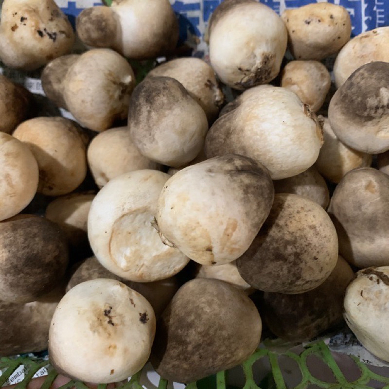 Jual jamur merang 500g/1kg | Shopee Indonesia