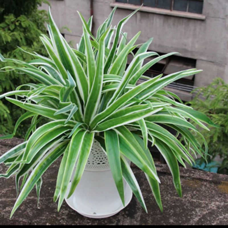 Jual Lily Paris 22 Daun / Daun Artificial | Shopee Indonesia