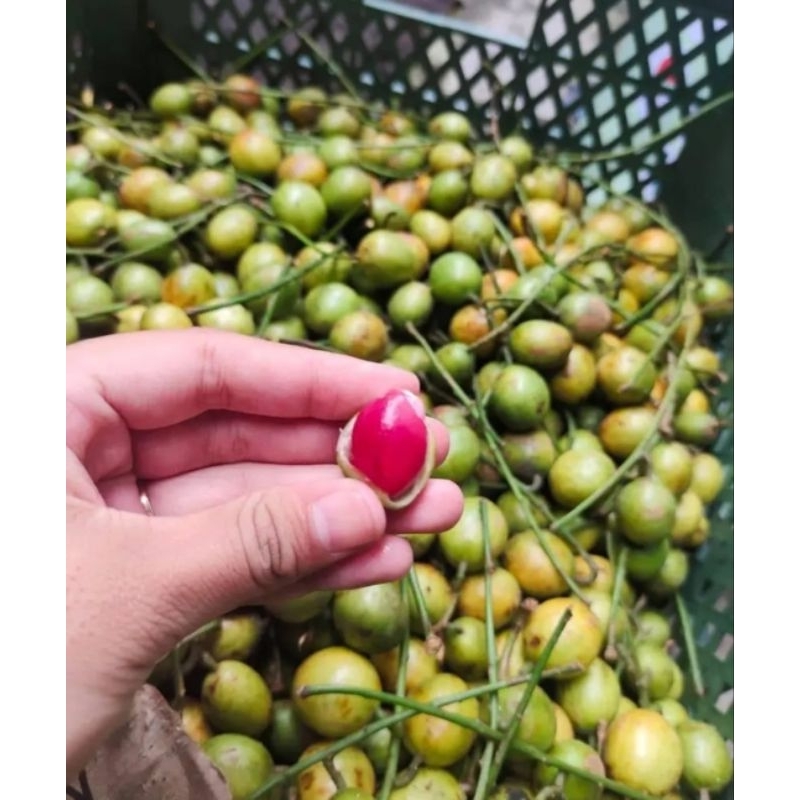 Jual kemundung manis 1kg | Shopee Indonesia