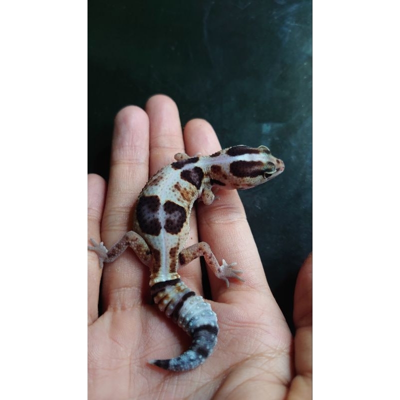 Jual AFT WO STRIPE HET OREO BUKAN LEOPARD GECKO | Shopee Indonesia