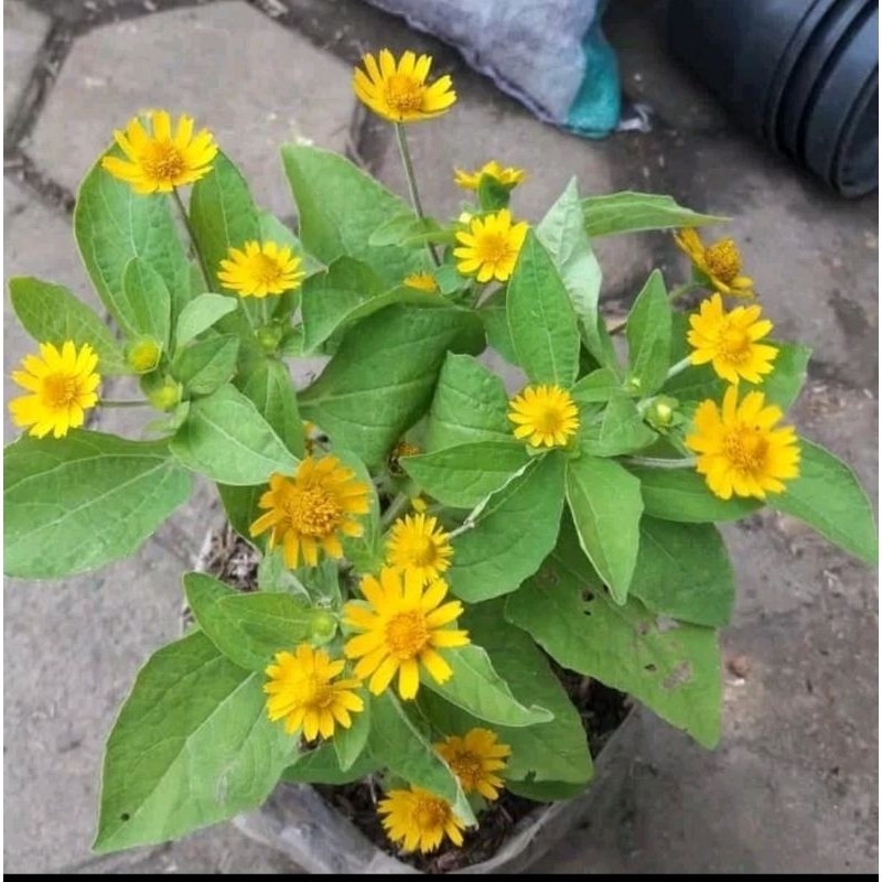 Jual Tanaman hidup bunga matahari mini (sudah berbunga) | Shopee Indonesia