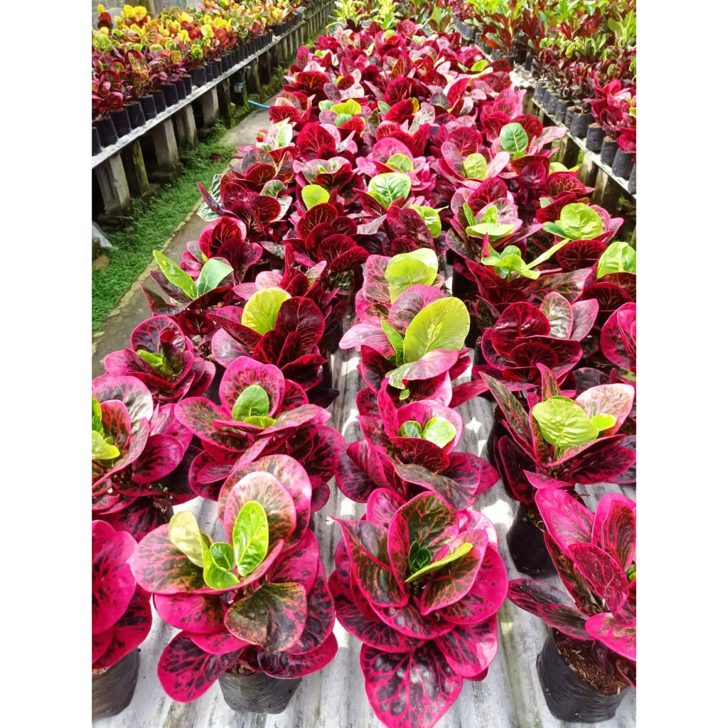 Jual Produk Tanaman dari 10rb - 70rb 1kg | Shopee Indonesia