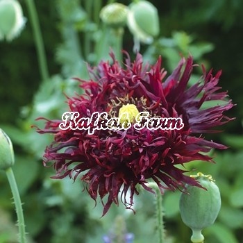 Jual Benih 3 Biji Bunga POPPY Black Swan | Shopee Indonesia