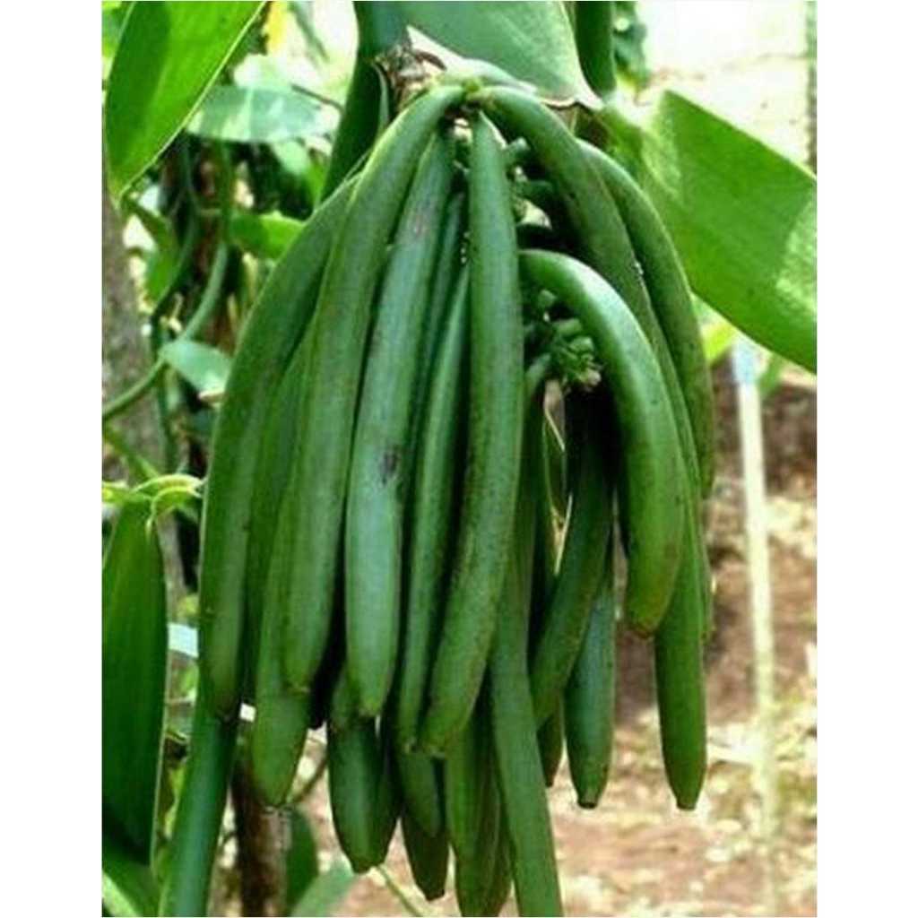 Jual Cod bibit Panili Vanili Batang Besar Daun subur Bibit vanili siap ...
