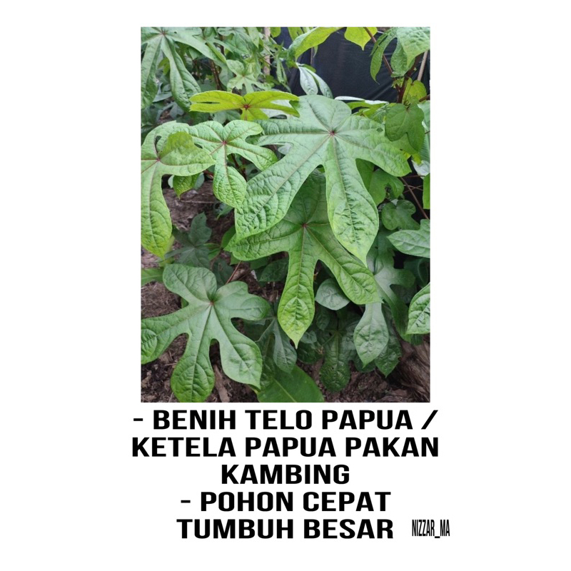 Jual Telo Papua / Ketela Papua Pakan Kambing 2 Batang | Shopee Indonesia