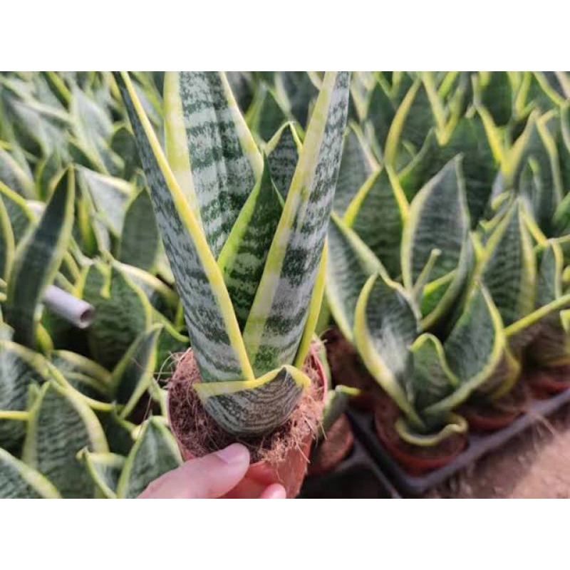 Jual sansivera futura superba | Shopee Indonesia