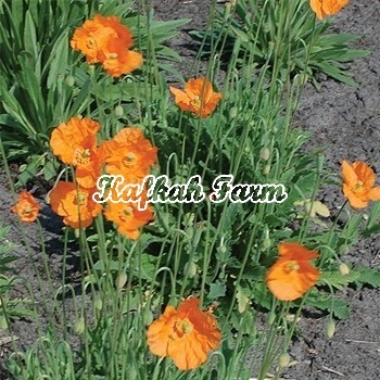 Jual Benih 3 Biji Bunga POPPY Spanish | Shopee Indonesia