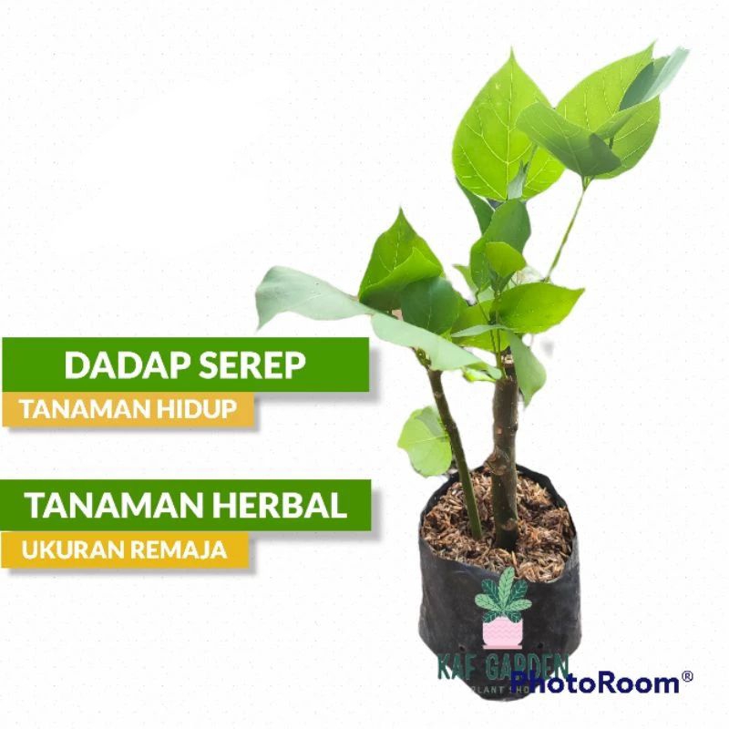Jual TANAMAN DAUN DADAP SEREP | Shopee Indonesia