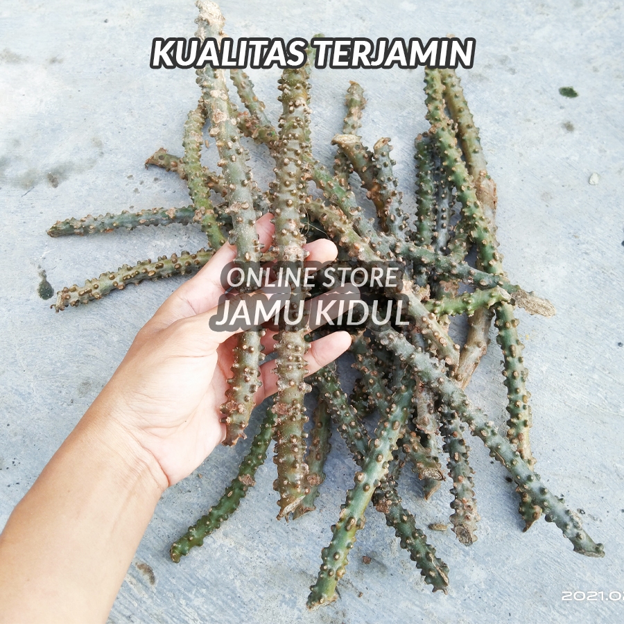 Jual Brotowali 1kg / Bratawali Gunung - Super Pahiiit | Shopee Indonesia