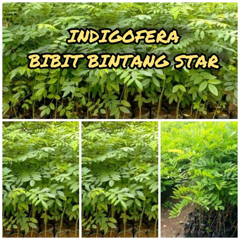 Jual Bibit indigofera indigovera full akar tumbuh 30 cm siap tanam pakan ternak kambing dll ...