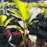 Jual Tanaman temu Ireng atau temu hitam | Shopee Indonesia