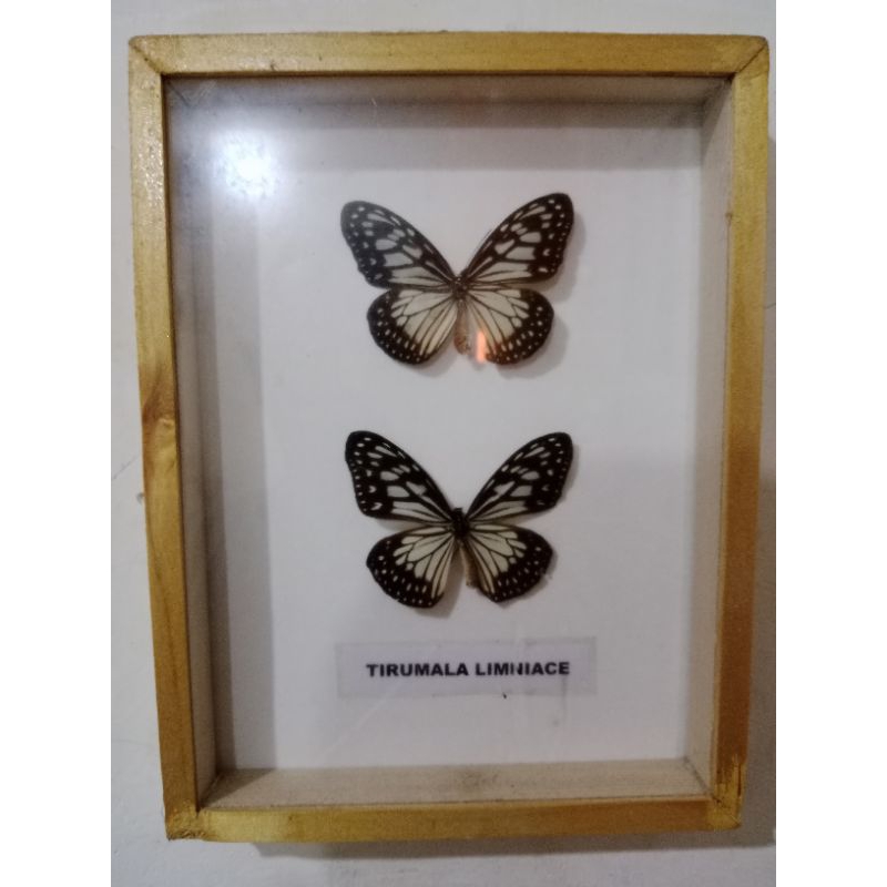 Jual taxydermi awetan Arthropoda kupu kupu tirumala limnias dalam ...
