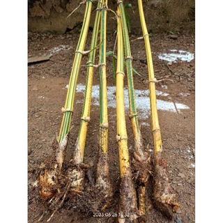 Jual Bambu Kuning Terlengkap & Harga Terbaru Agustus 2024 | Shopee ...