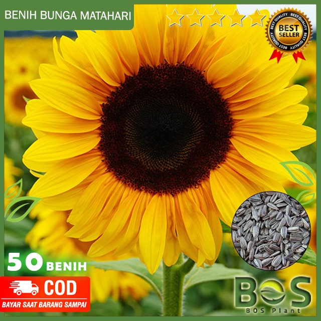 Jual Bosplant - Benih biji benih bunga matahari isi +- 50 benih | Shopee Indonesia