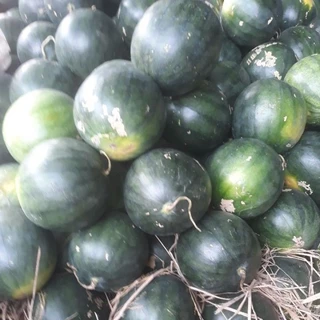Jual Semangka 1 Kg Terlengkap & Harga Terbaru September 2025 | Shopee ...