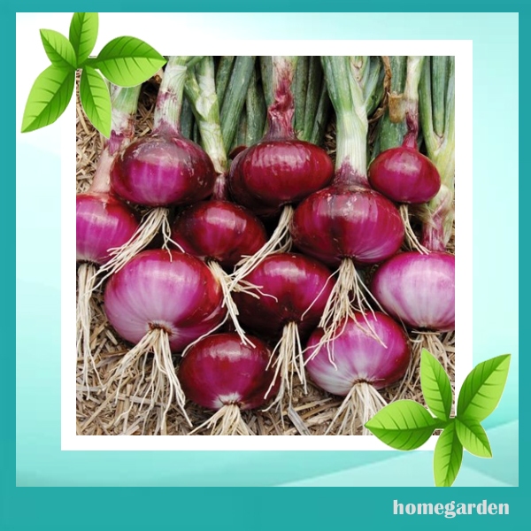 Jual Homegarden 500 Benih Bawang Bombay Merah Biji Tanaman Bawang ...