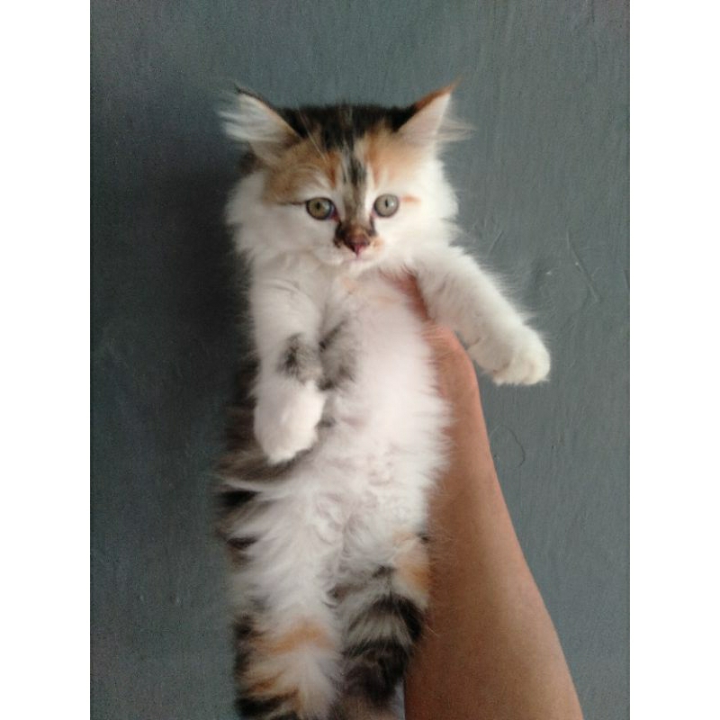 Jual Anak kucing anggora/kitten Persia belang 3/kitten Persia flatnose ... Jual Anak kucing anggora/kitten Persia belang 3/kitten Persia flatnose ...