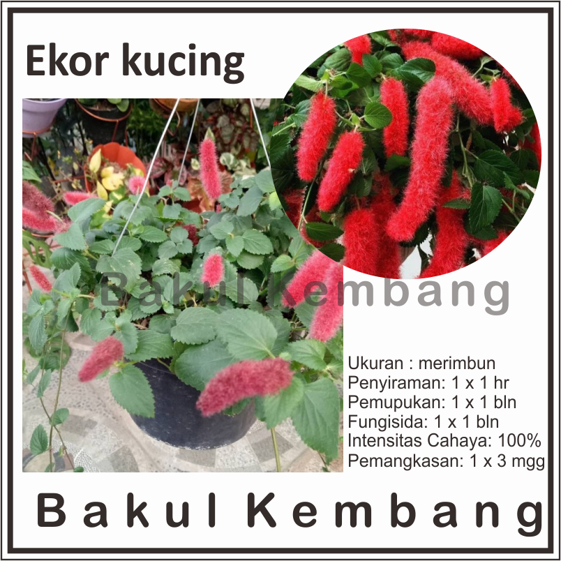Jual bibit bunga ekor kucing -Tanaman Hias Ekor Kucing Gantung Berbunga ...