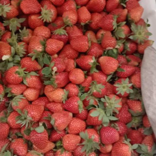 Jual StrawbeRRy 1 Kg Terlengkap & Harga Terbaru Mei 2024 | Shopee Indonesia