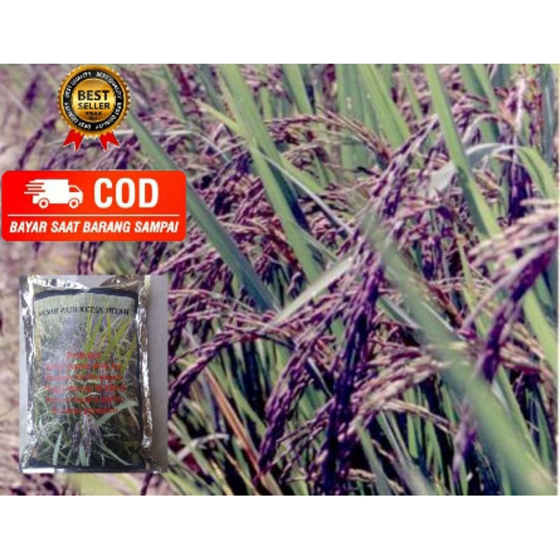 Jual benih padi Ketan hitam kemasan 1 kg | Shopee Indonesia