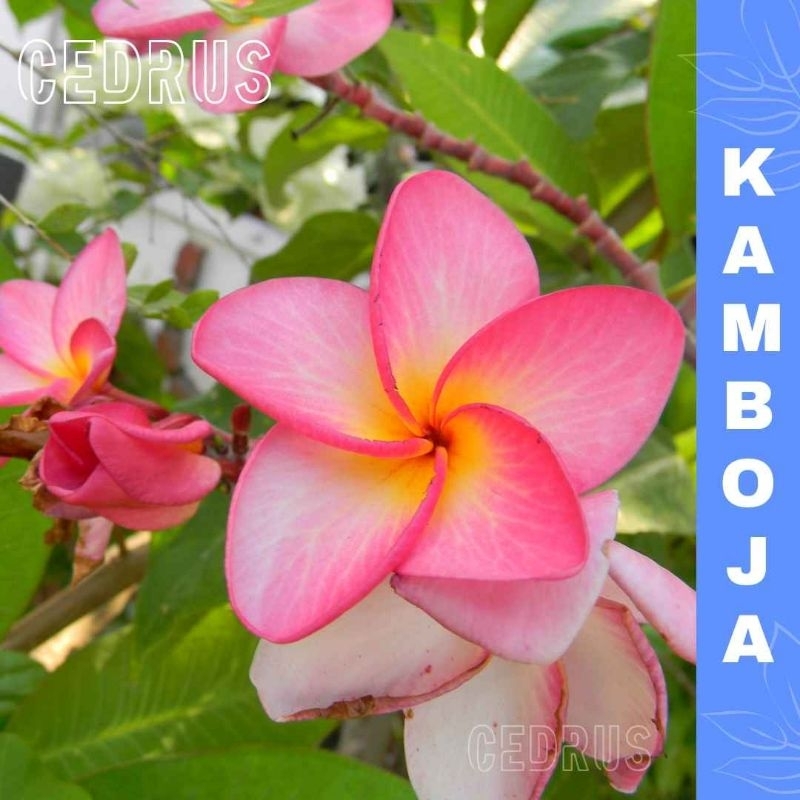 Jual Benih KAMBOJA BALI PINK - Biji Bunga Pohon | Shopee Indonesia