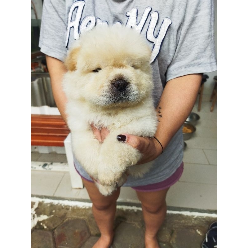 Jual Boneka Chow-Chow Puppy Jantan (BRD) | Shopee Indonesia