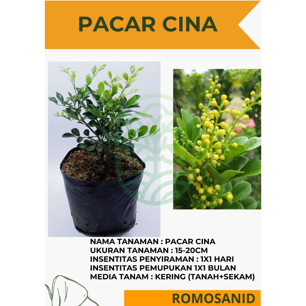 Jual Tanaman Pacar Cina “Chinese Perfume Plant” bibit bunga - romosan ...