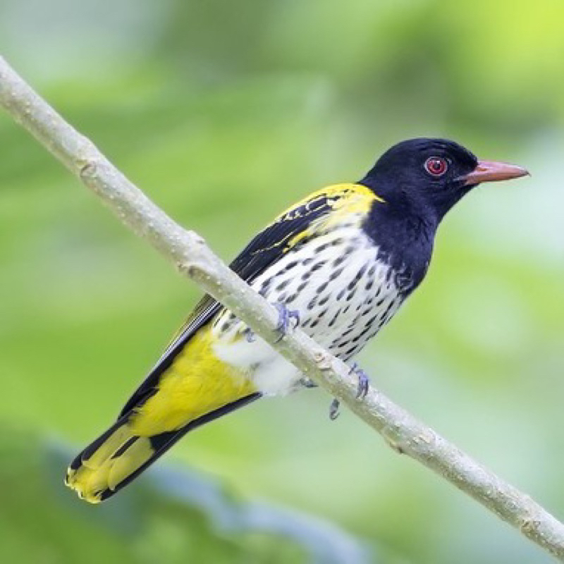 Jual burung kepodang hutan pilihan jantan mulus | Shopee Indonesia