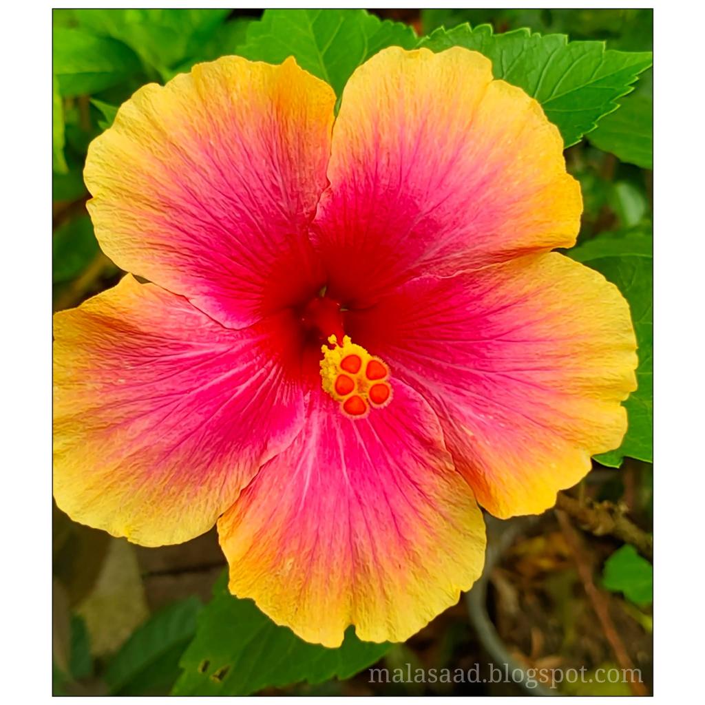 Jual Tanaman Hias | Bunga Raya | sungguh cantik dan Mempesona | Shopee ...