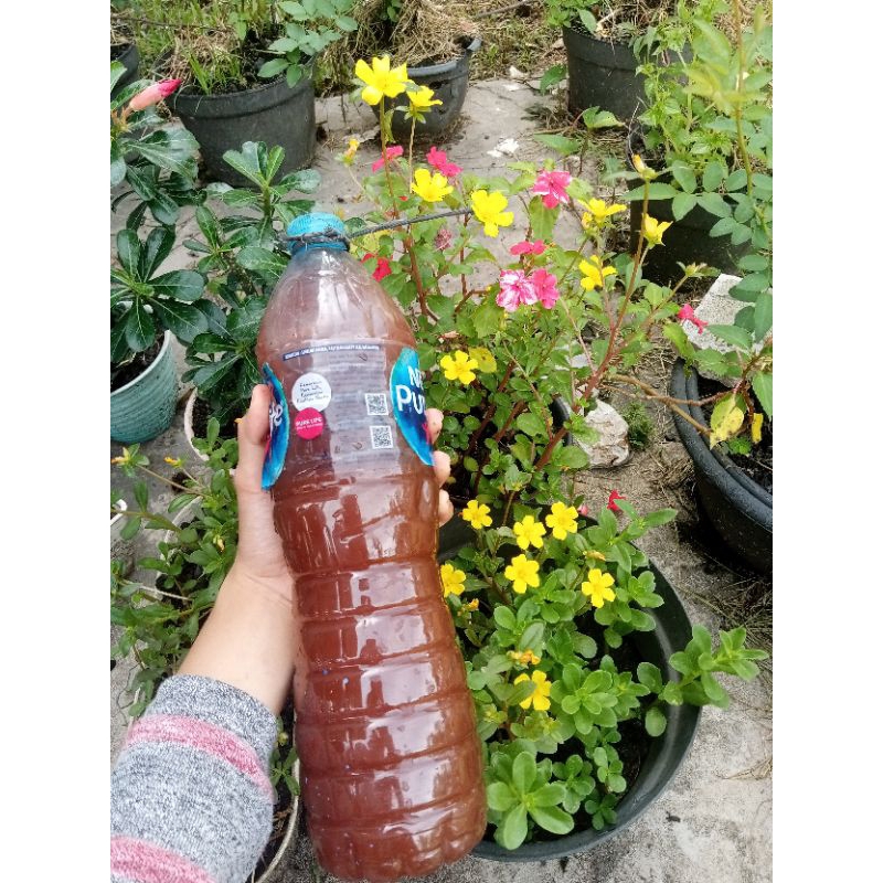 Jual PUPUK PSB(fotosintesis bakteri) 600 ml | Shopee Indonesia