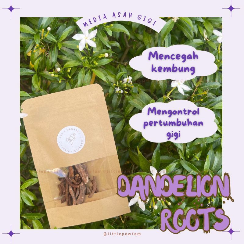 Jual DANDELION ROOTS MIX BY LITTLEPAWFAM | NATURAL NIBBLE STICK BY LPF ...