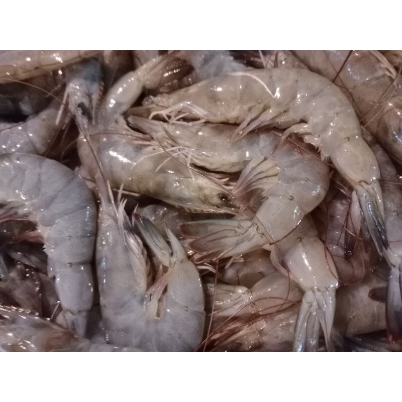 Jual Udang Basah 450 gram | Shopee Indonesia