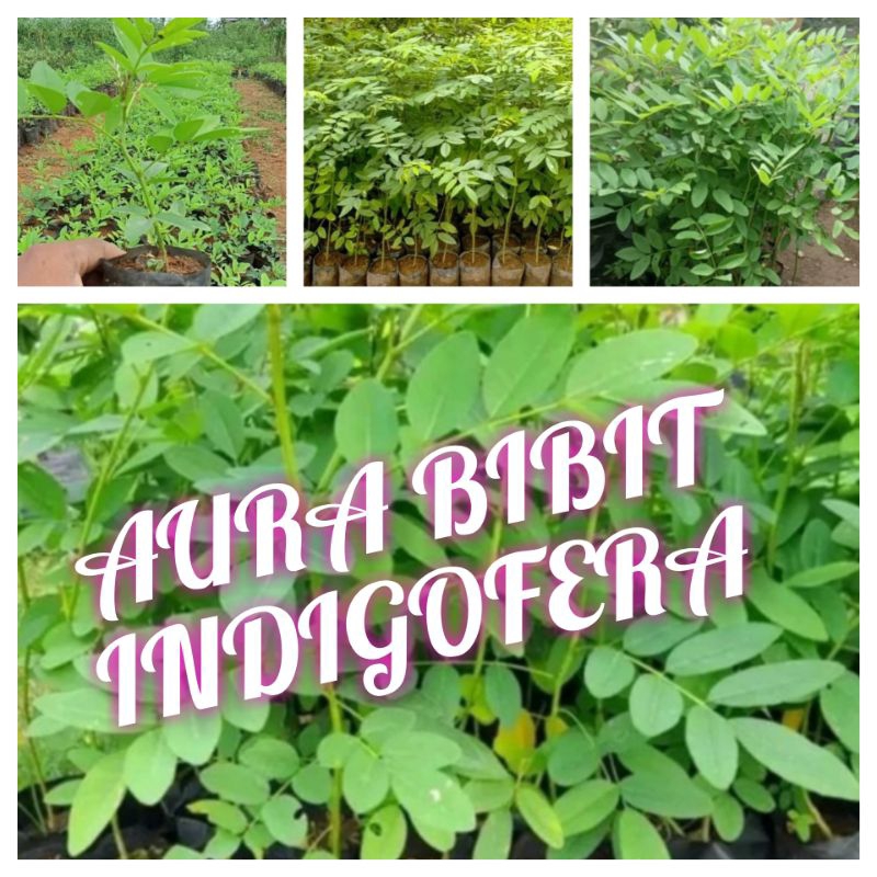 Jual Bibit indigofera pakan ternak buat kambing dan ternak lainnnya ...