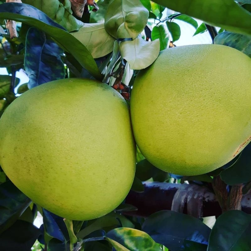 Jual Tanaman Jeruk Bali jumbo manis / bibit jeruk bali okulasi sambung ...