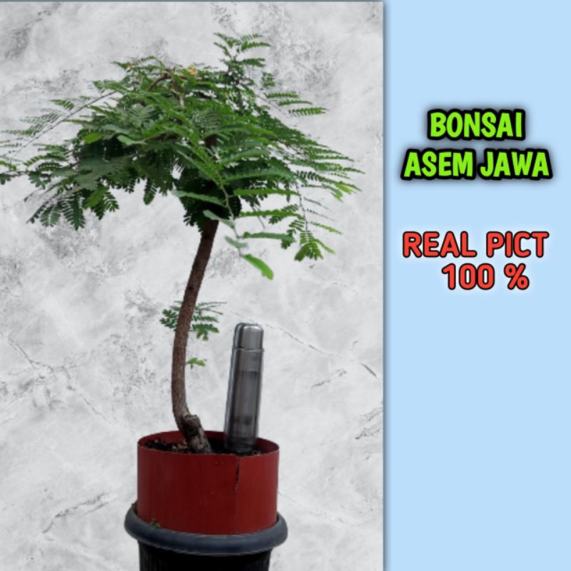 Jual bonsai asem Jawa asli real pict sudah hidup subur | Shopee Indonesia