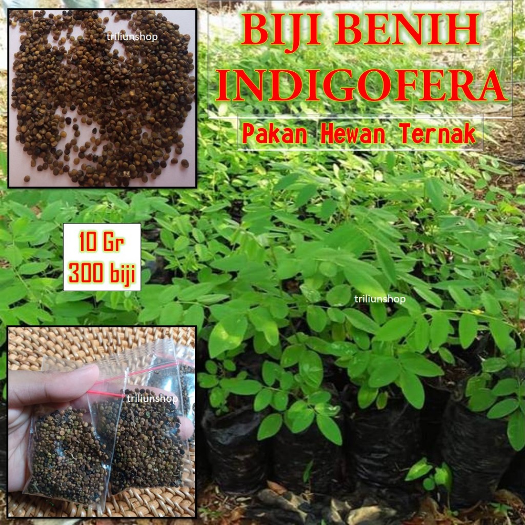 Jual Biji Indigofera Kualitas Super Pakan Hewan Ternak Kemasan 10 gram ...